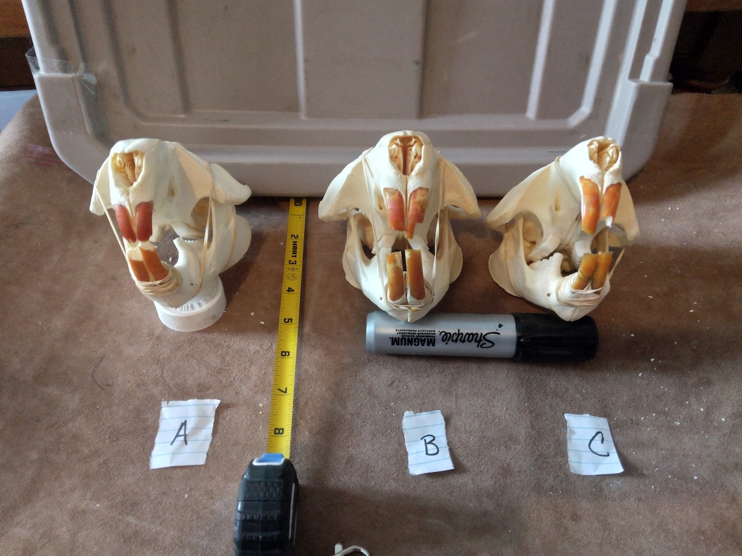 Beaver Skulls craft - Etsy