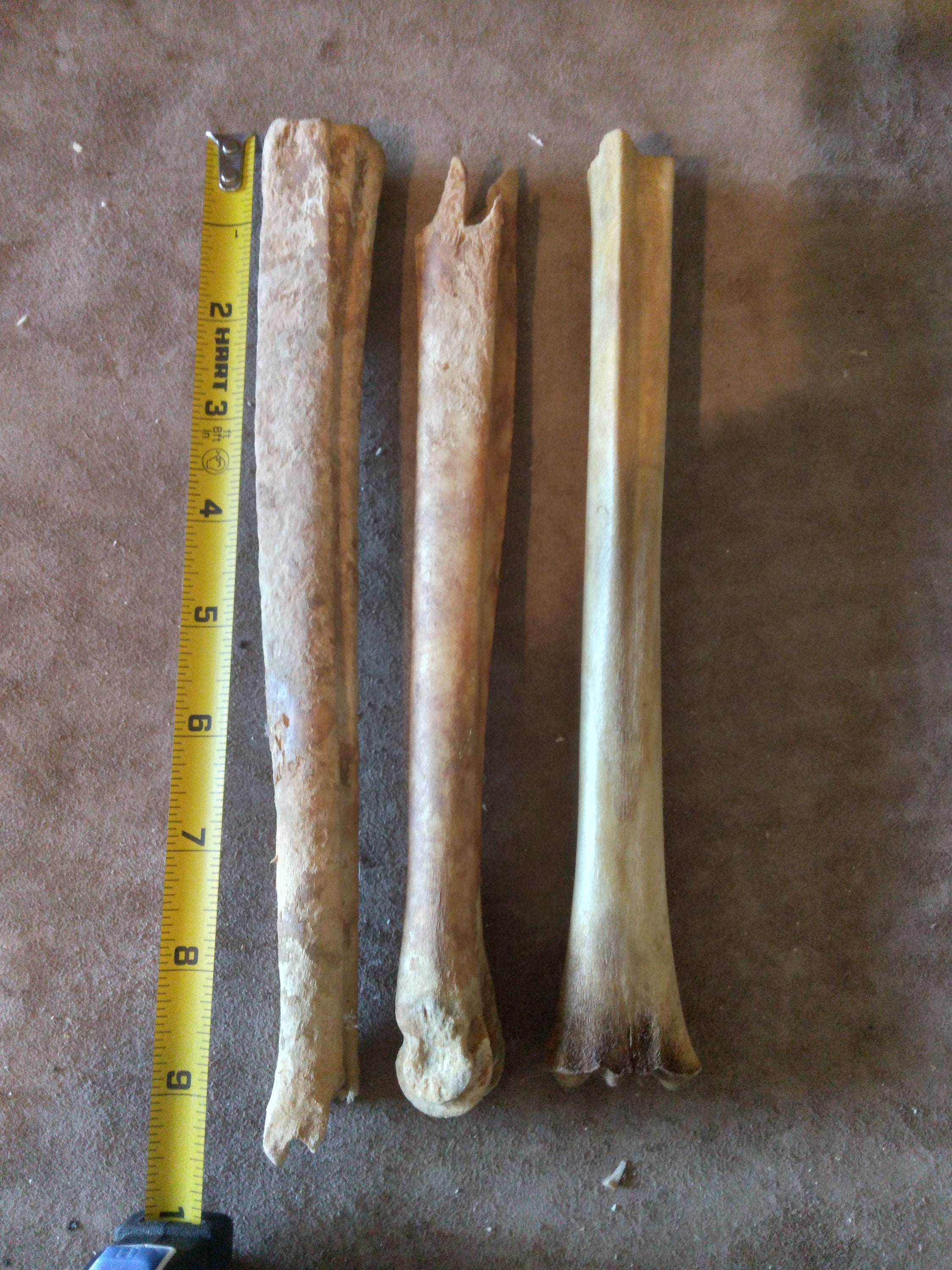 3 Rustic Deer Leg Bones 8 to 9 - Etsy