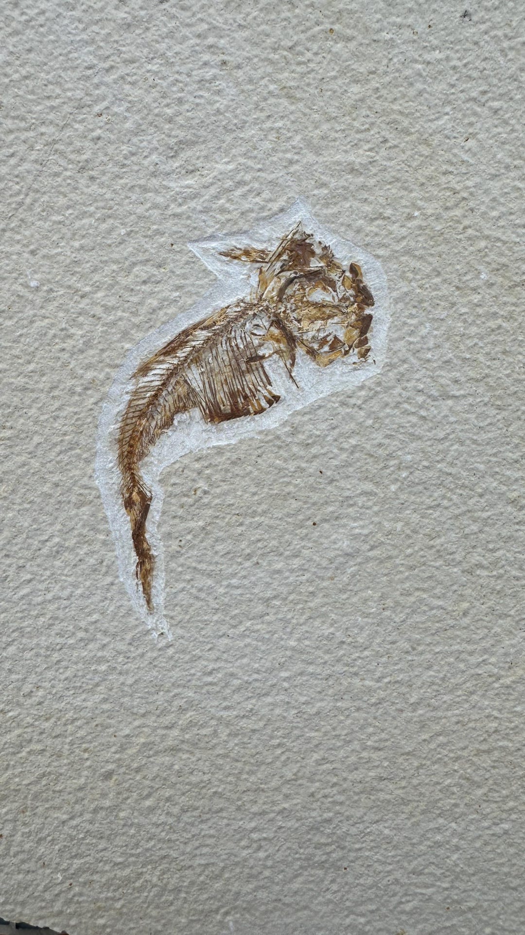 Knightia Fish Fossil W/ Coprolite, From Fossil Lake Wyoming, Where, One ...