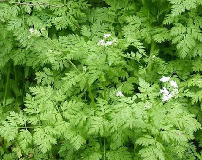 Parsley WINTER CHERVIL Seeds Herbs Anthriscus Cerefolium Non-gmo, Open ...