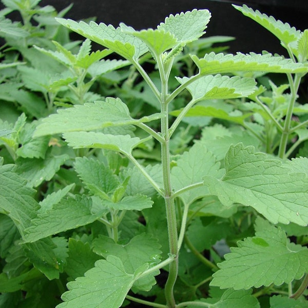 Catnip Seeds - Etsy