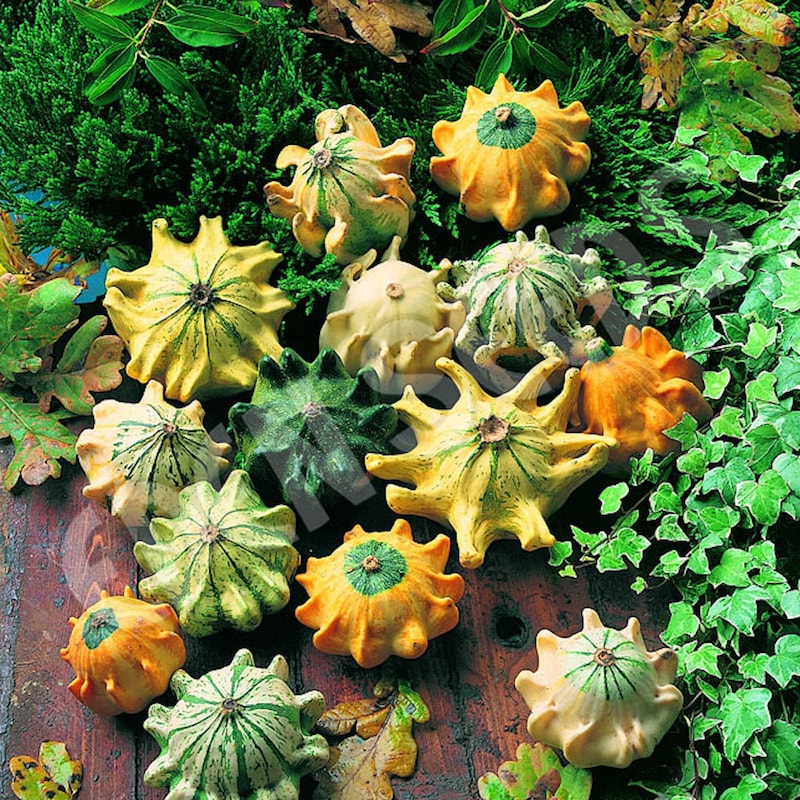 Crown of Thorns Heirloom - Etsy