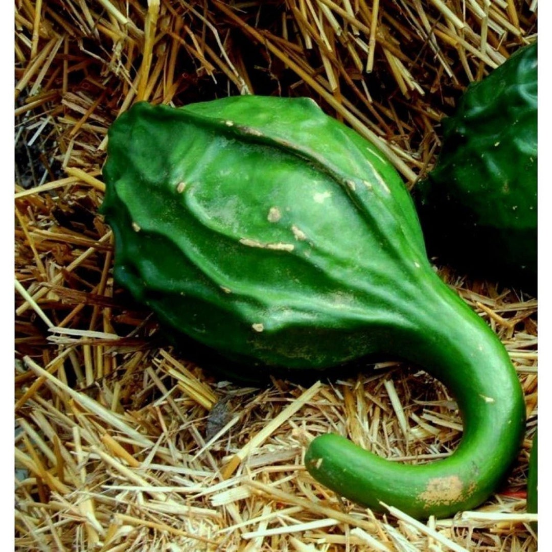 Gourd Caveman Maranka Seeds Non-gmo, Open Pollinated, Heirloom for ...