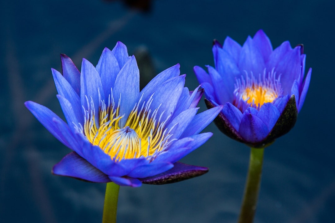Nymphaea Caerulea | Blue Egyptian Lotus Seeds Non-gmo, Open Pollinated ...