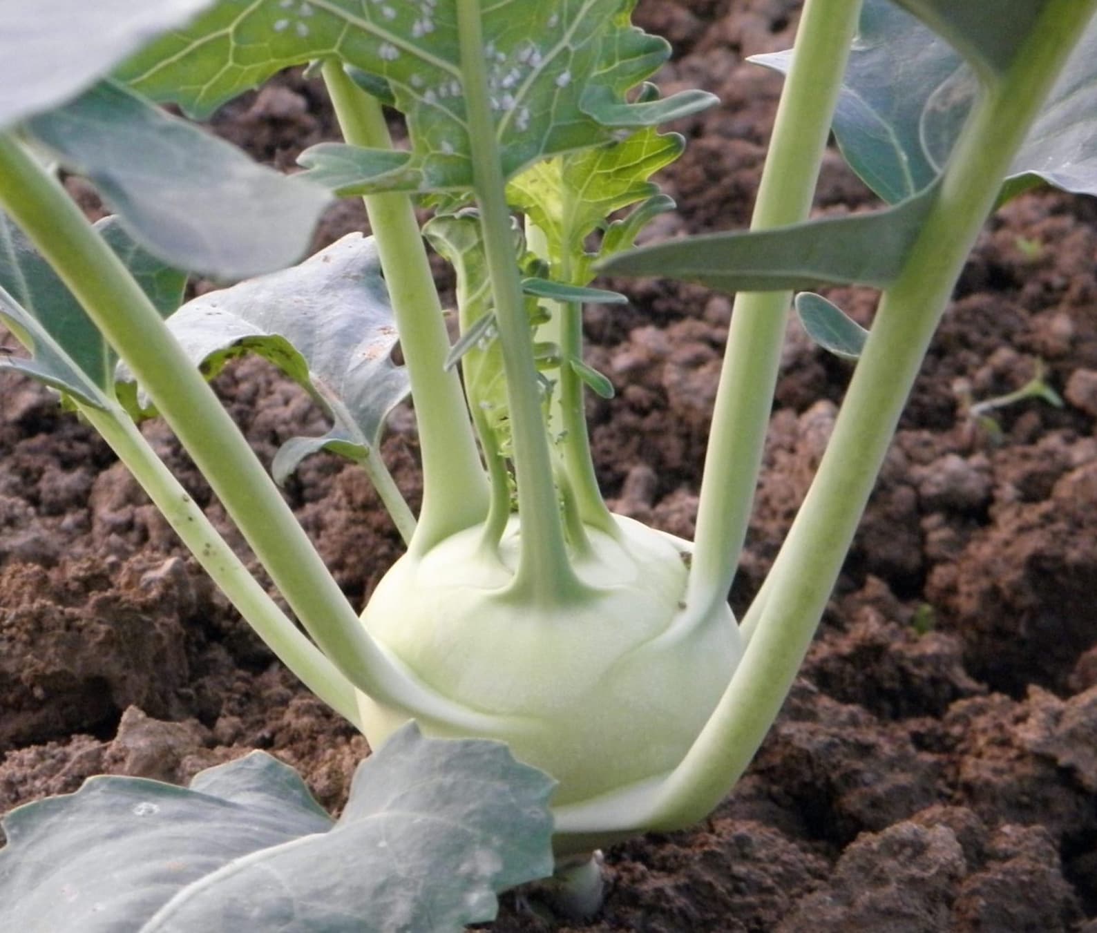 Kohlrabi Early White Vienna Seeds Non-gmo Open Pollinated | Etsy