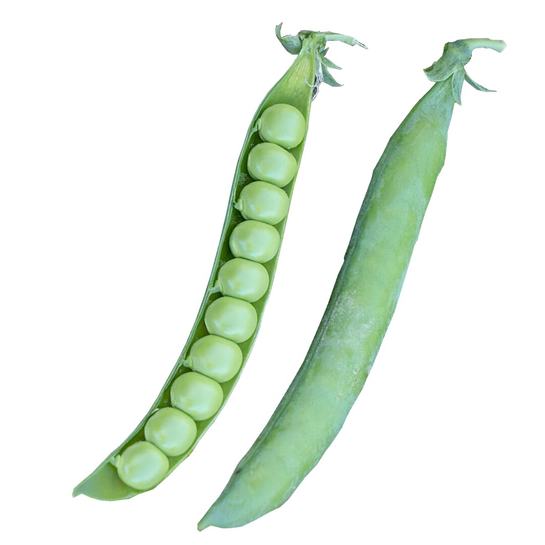 Pea PLS Seeds Non-gmo, Open Pollinated, Heirloom for Hydroponics ...
