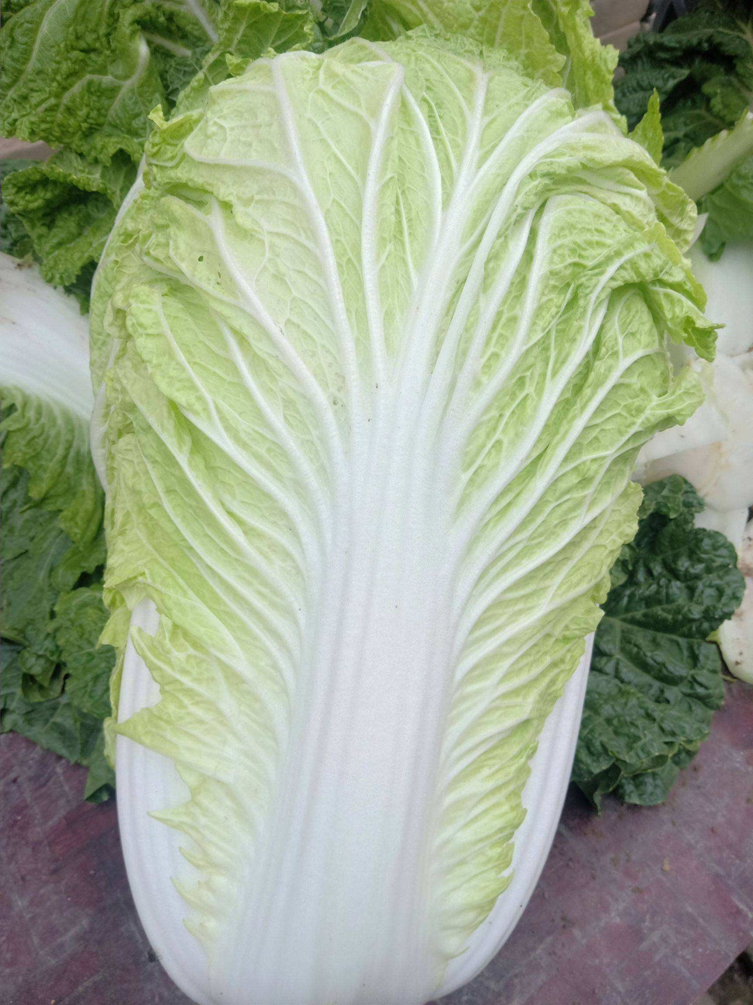 Michihili, Chinese Cabbage Seeds Non-gmo, Open Pollinated, Heirloom for ...