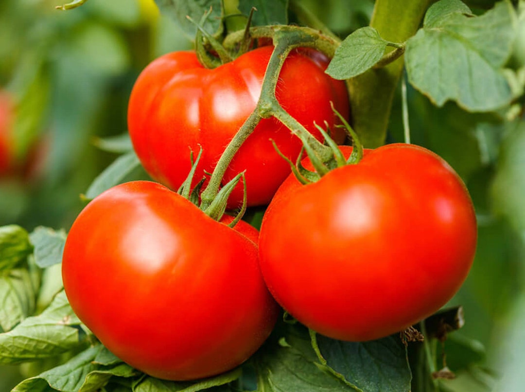 Better Boy Plus F1 Hybrid Tomato Seeds Non-gmo, Open Pollinated ...