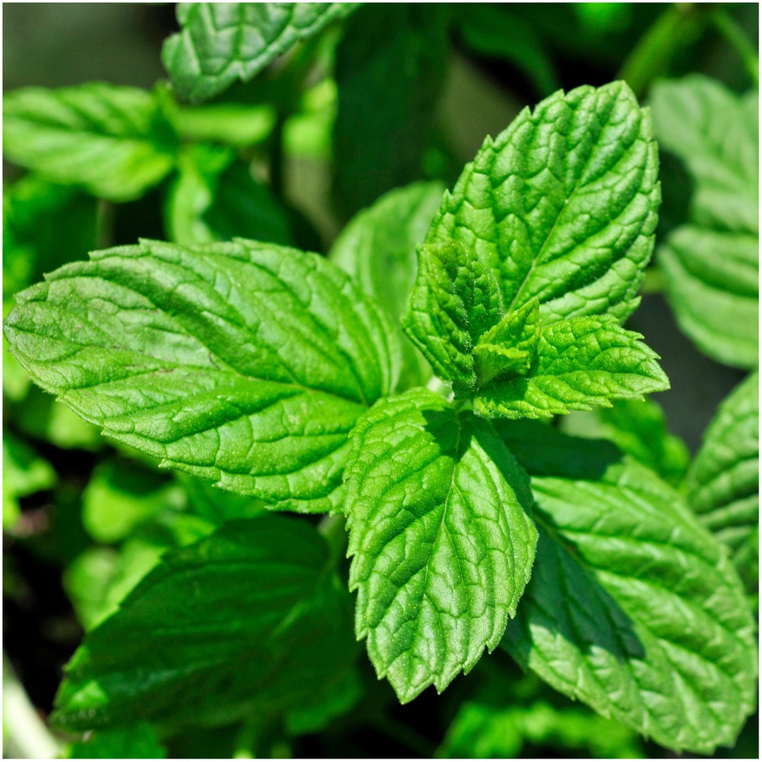Lemon Mint Seeds Non-gmo, Open Pollinated, Heirloom for Hydroponics ...