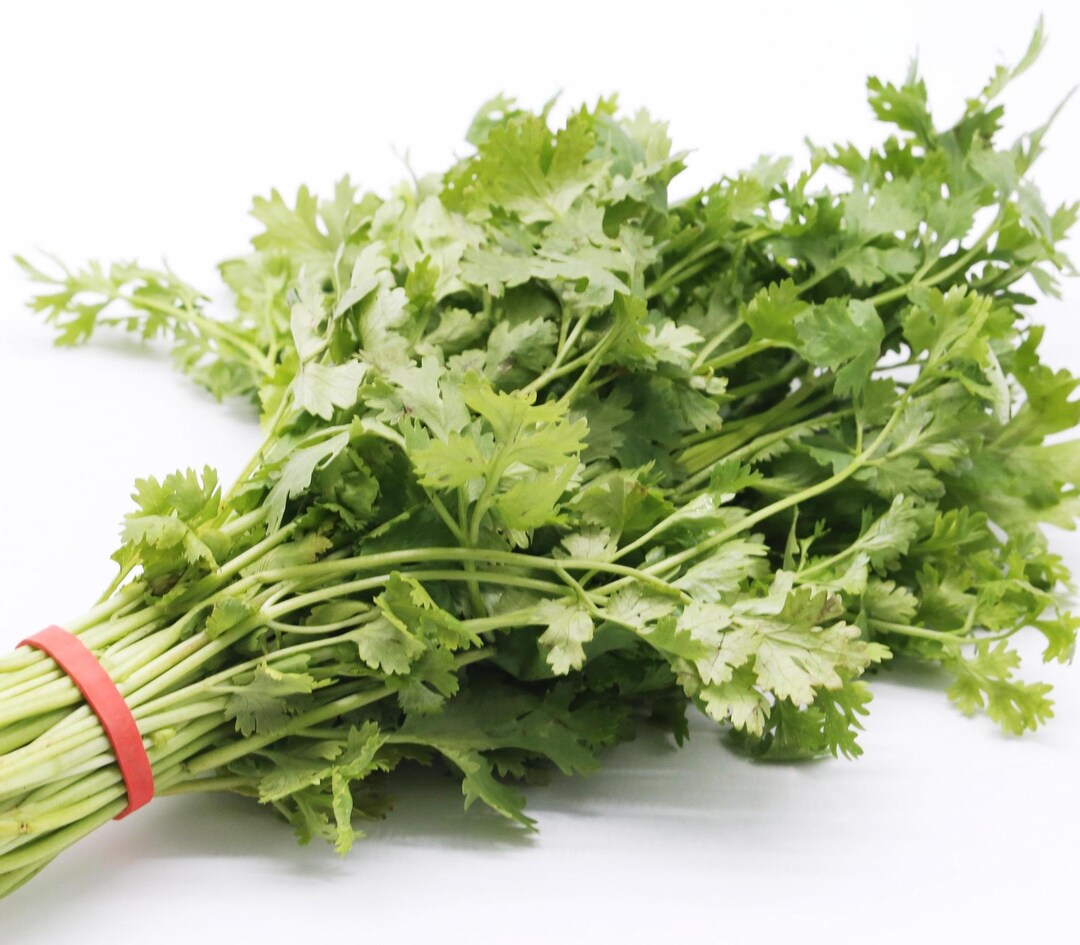 Parsley Plain Leaf Seeds Herbs Non-gmo, Open Pollinated, Heirloom for ...
