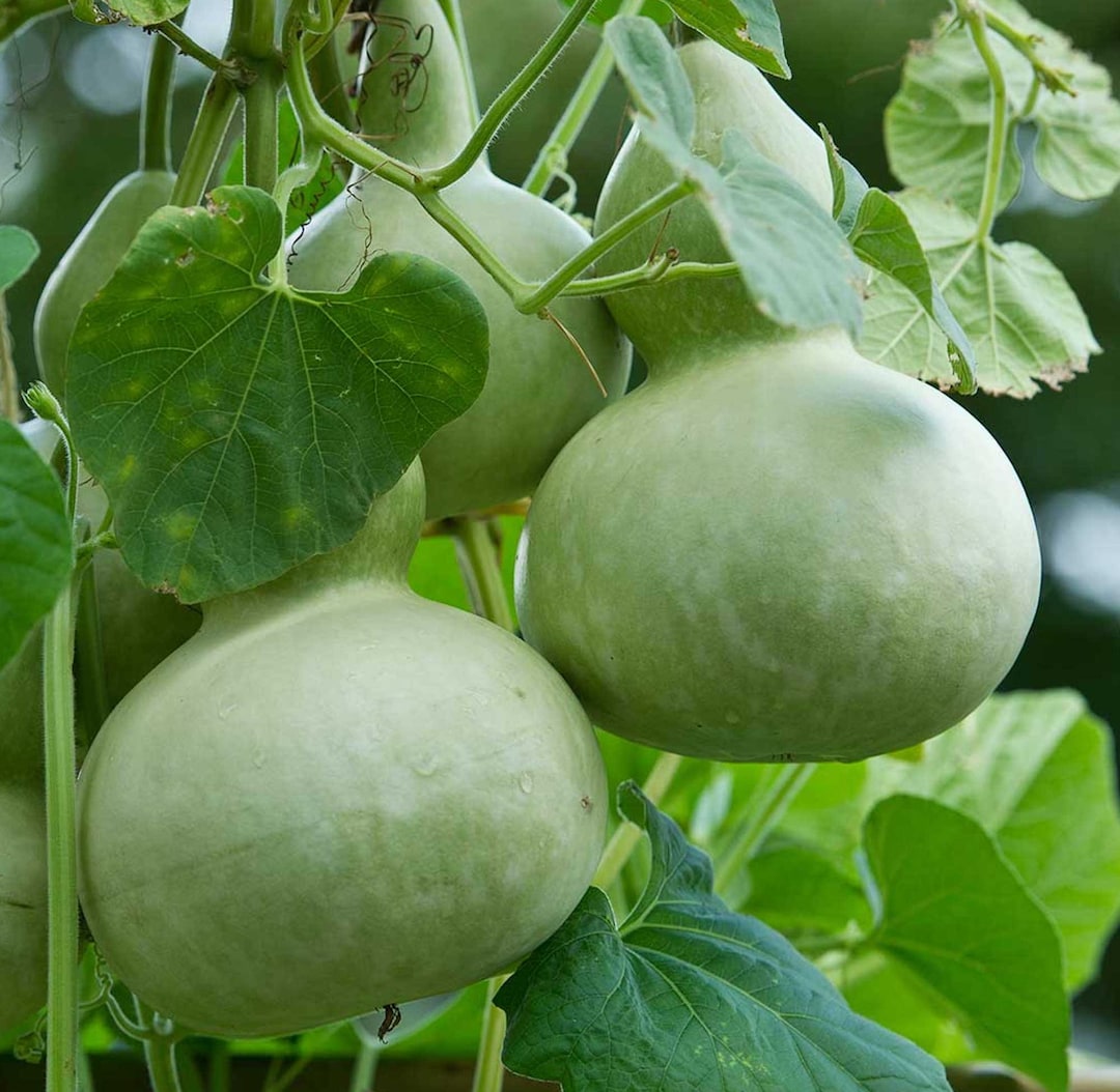 Bird House Bottle Gourds Seeds Non-gmo, Open Pollinated, Heirloom for ...