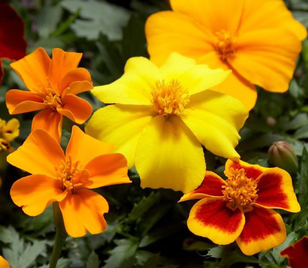 Marigold Disco Mix Seeds Non-gmo, Open Pollinated, Heirloom for ...