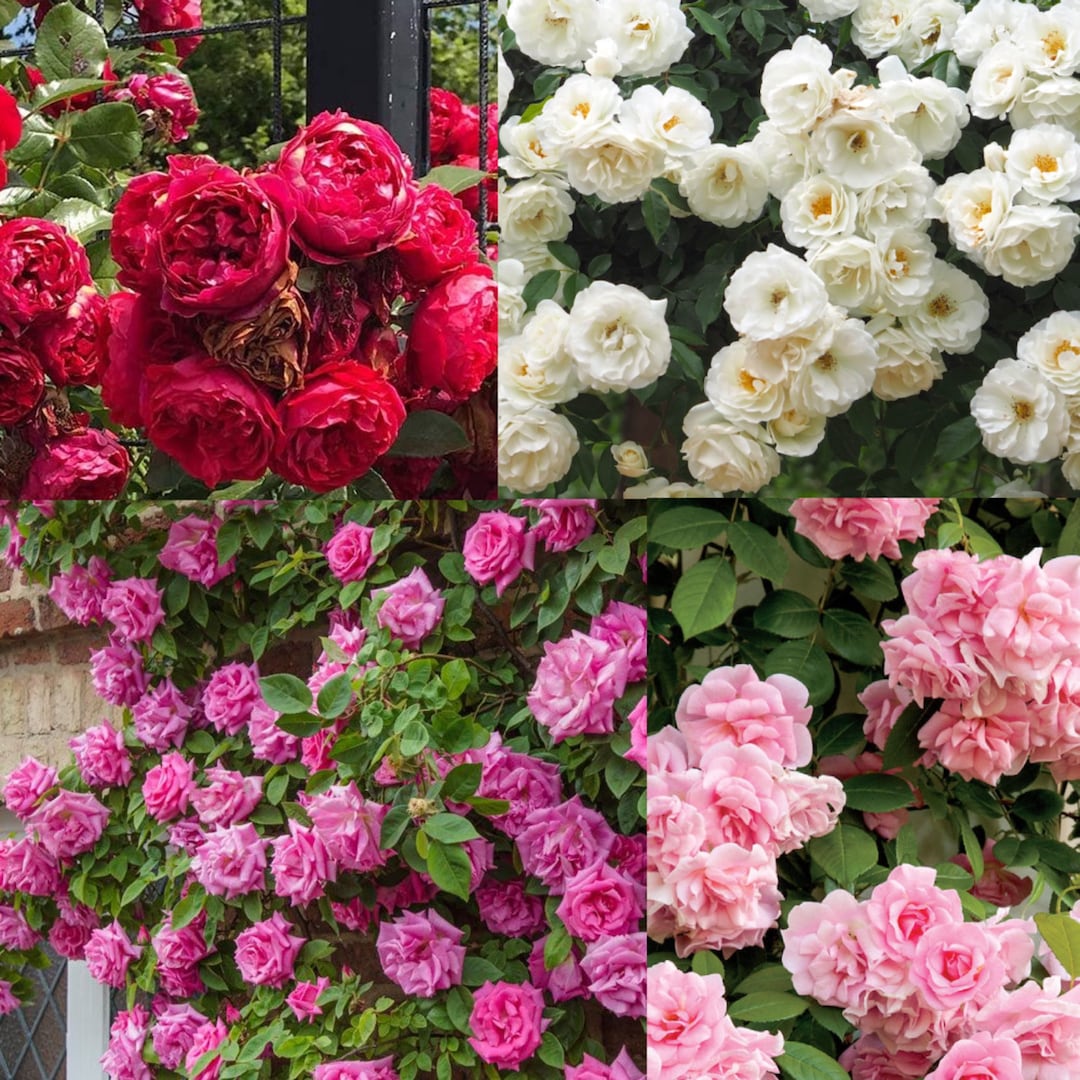 Climbing Rose Mix Seeds Non-gmo, Open Pollinated, Heirloom for ...
