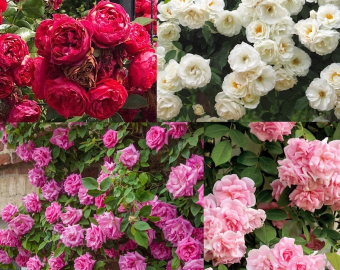 CLIMBING RED ROSE Rosa Bush Hardy Zones 3-9 Scarlet Double Flowers ...
