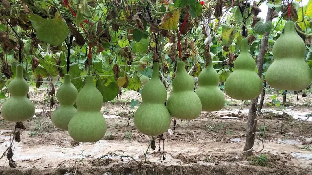 Giant Bottle Gourd Seeds Non-gmo, Open Pollinated, Heirloom for ...