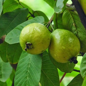 Guava Seeds Non-gmo, Open Pollinated, Heirloom for Hydroponics, Soil ...