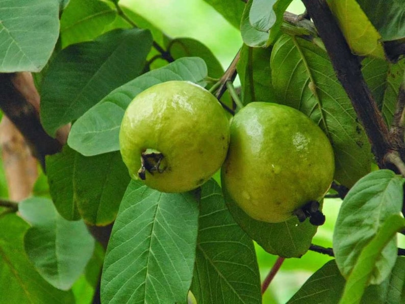Guava Seeds Non-gmo Open Pollinated Heirloom for - Etsy