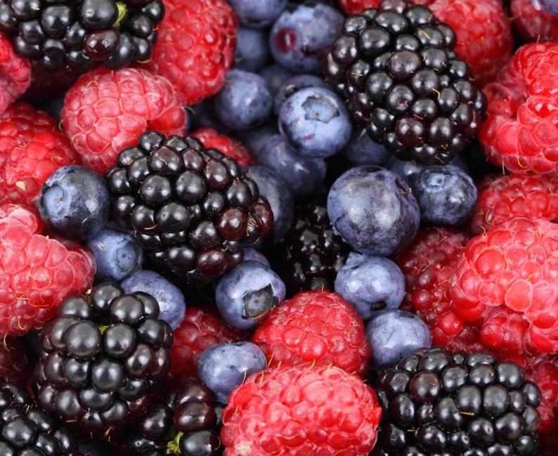 Blackberry Seeds Non-gmo, Open Pollinated, Heirloom for Hydroponics ...