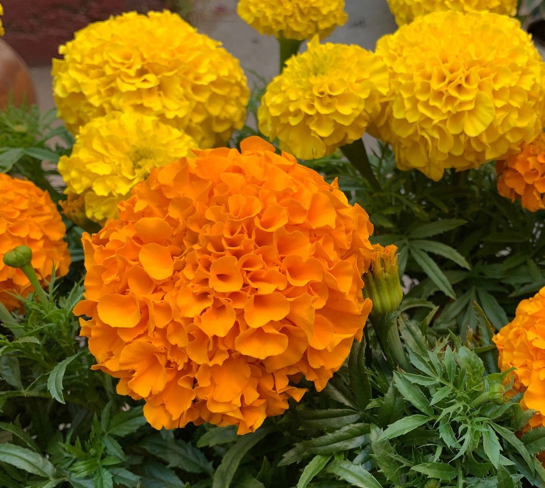 Marigold Cracker Jack Mix Seeds Non-gmo, Open Pollinated, Heirloom for ...