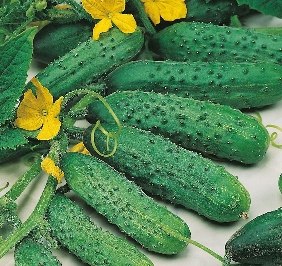Cucumber Spacemaster 80 Bush Seeds Non-gmo, Open Pollinated, Heirloom ...