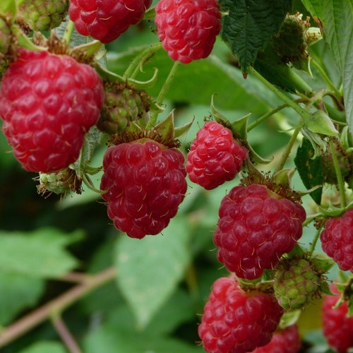 Blackberry Seeds Non-gmo Open Pollinated Heirloom for - Etsy