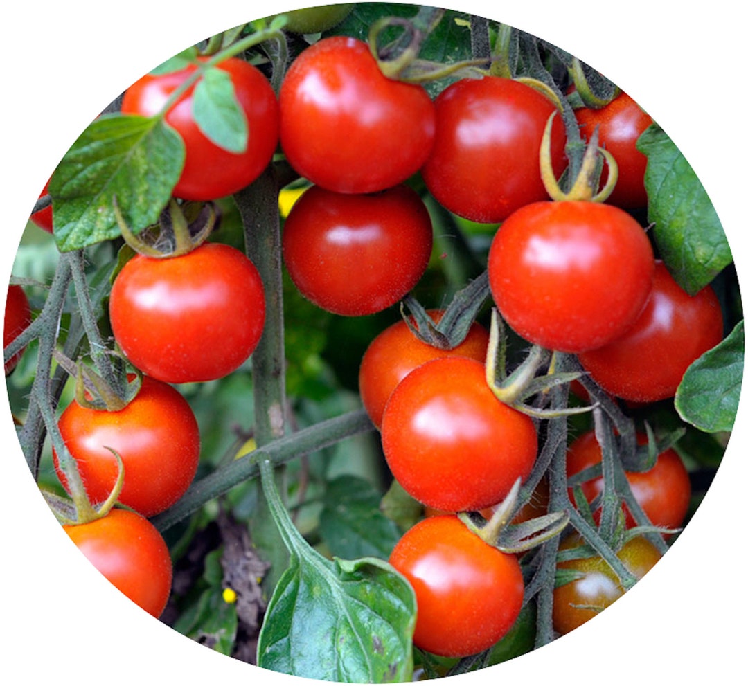 Tomato Red Cherry Lrg Seeds Non-gmo, Open Pollinated, Heirloom for ...