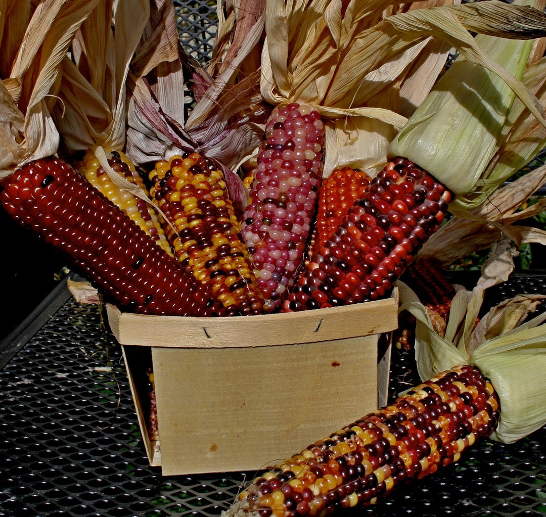 Calico Popcorn Seeds Non-gmo, Open Pollinated, Heirloom for Hydroponics ...