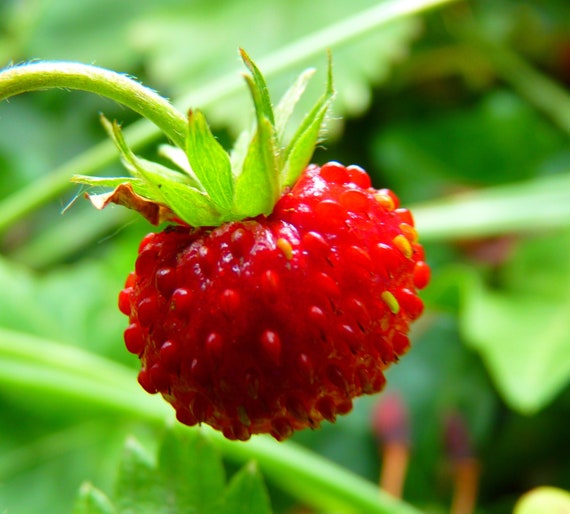 Strawberry Baron Seeds Non-gmo Open Pollinated Heirloom for | Etsy