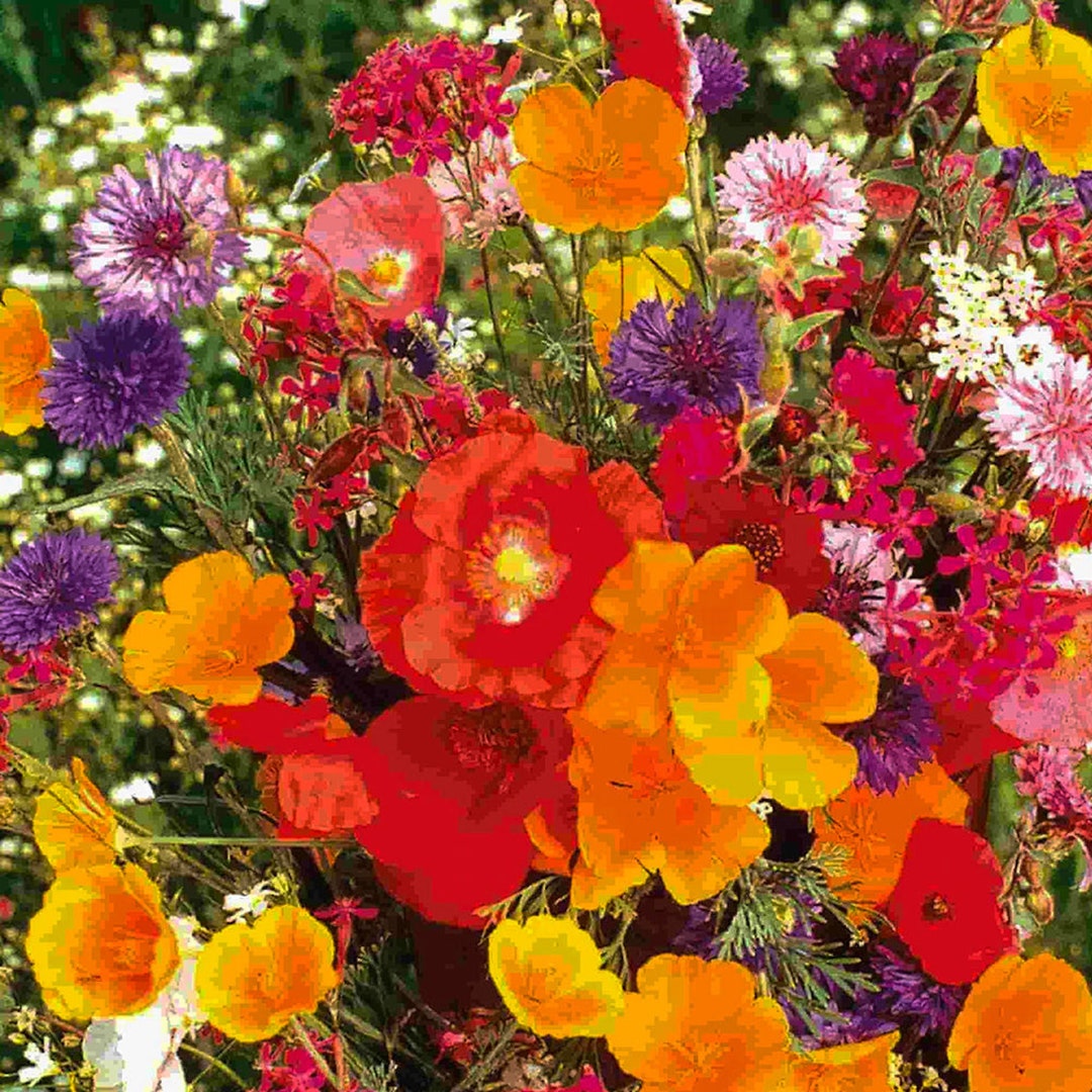 Annual Cut Flower Mix Seeds Non-gmo, Open Pollinated, Heirloom for ...
