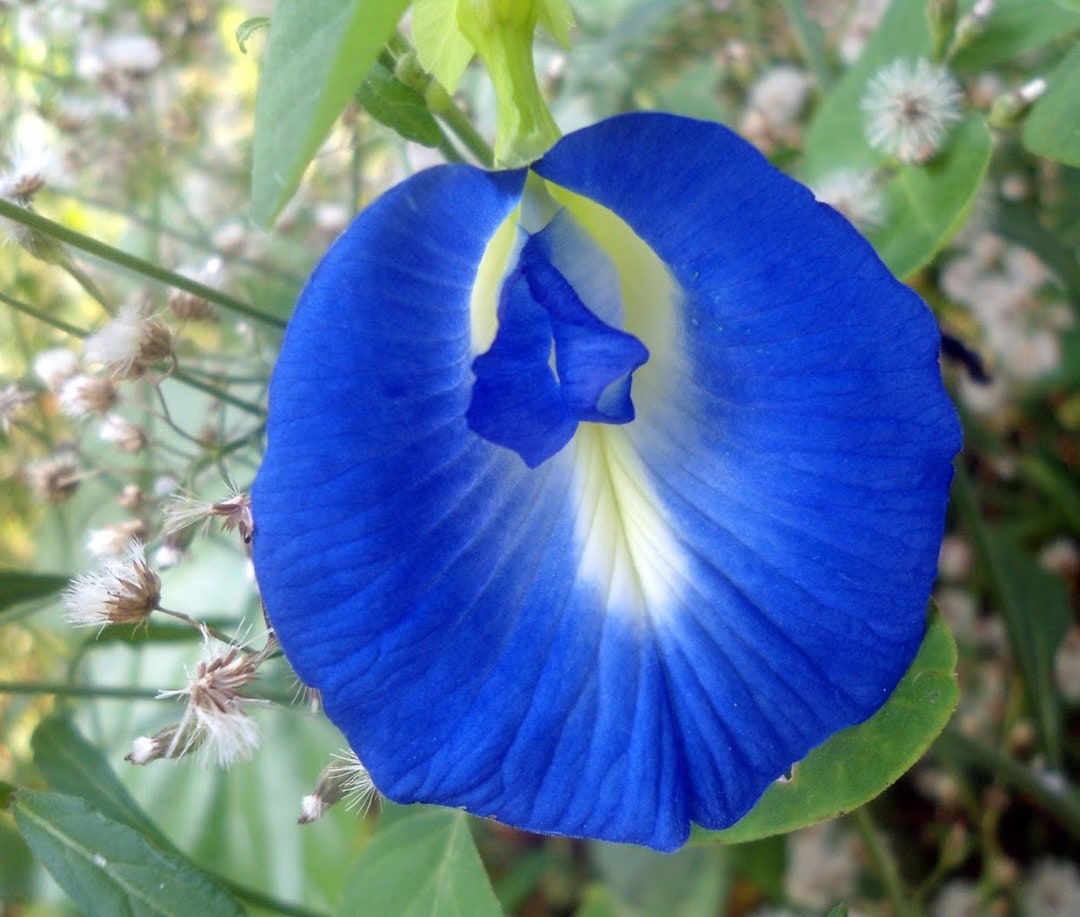 Blue Butterfly Pea | Clitoria Ternatea Flower Seeds Non-gmo, Open ...