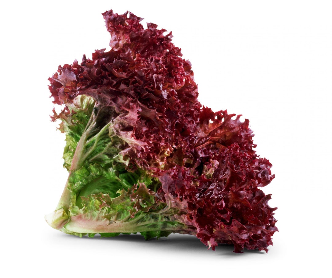 Back Order Item Red Lollo Rossa Lettuce Seeds Non-gmo, Open Pollinated ...