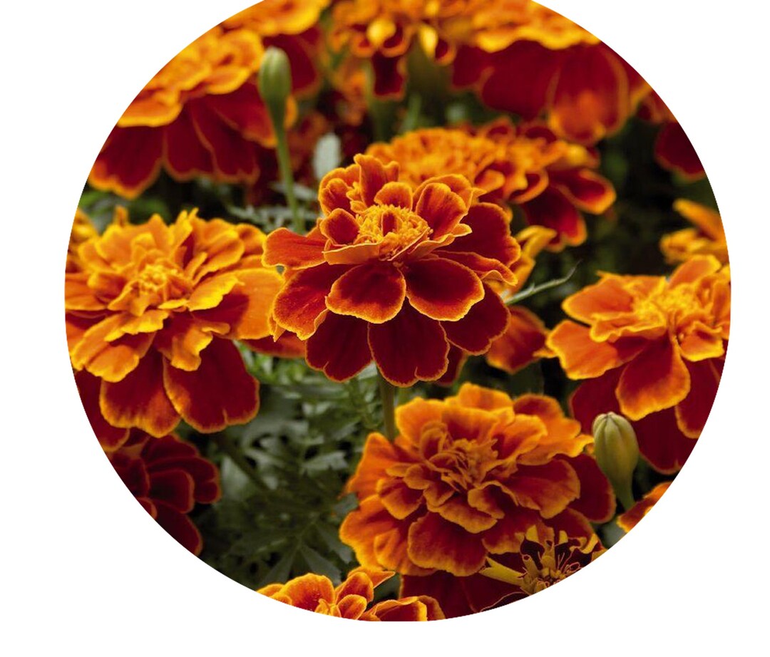 Marigold Safari Mix Seeds Non-gmo, Open Pollinated, Heirloom for ...