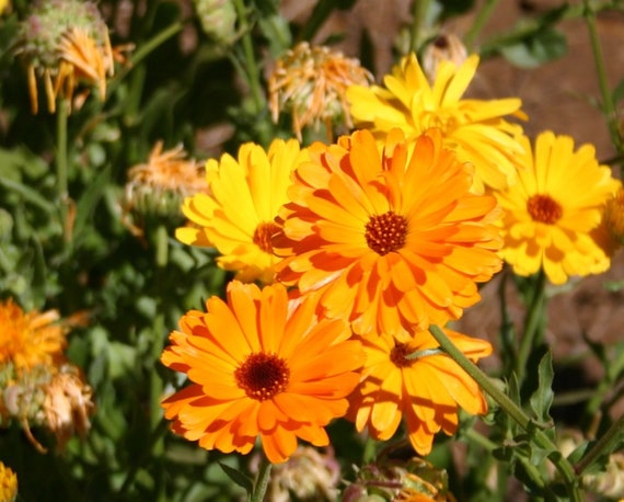 Calendula Fancy Mix Seeds Non-gmo Open Pollinated Heirloom - Etsy