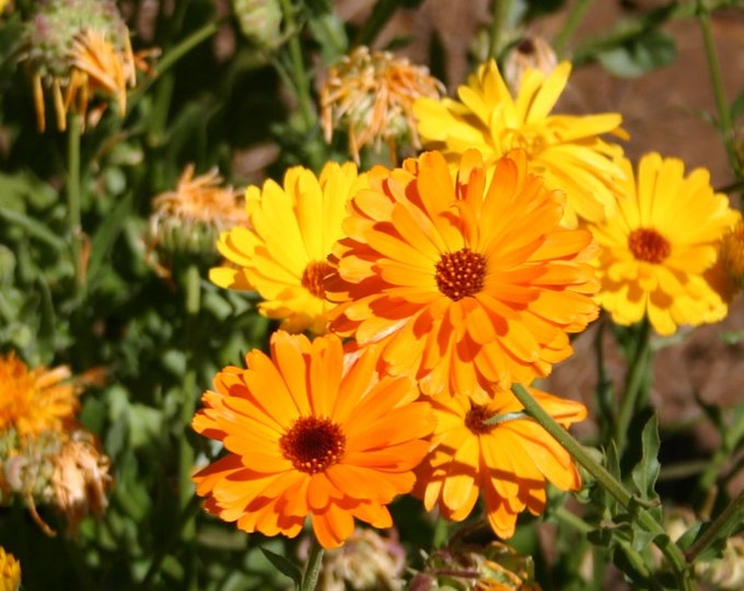Calendula Fancy Mix Seeds Non-gmo, Open Pollinated, Heirloom for ...