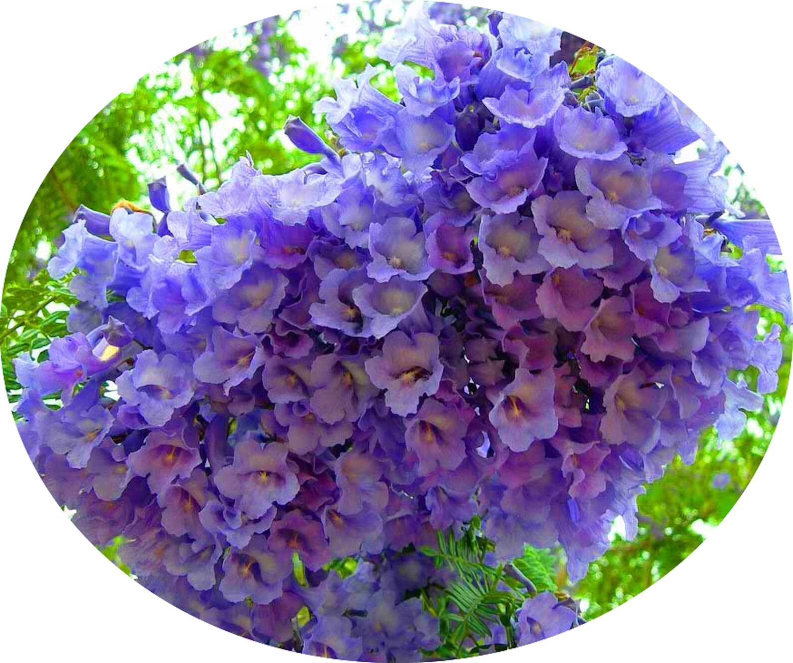 25 BLUE JACARANDA TREE Seeds Fern Tree / Brazilian Rose Wood | Etsy