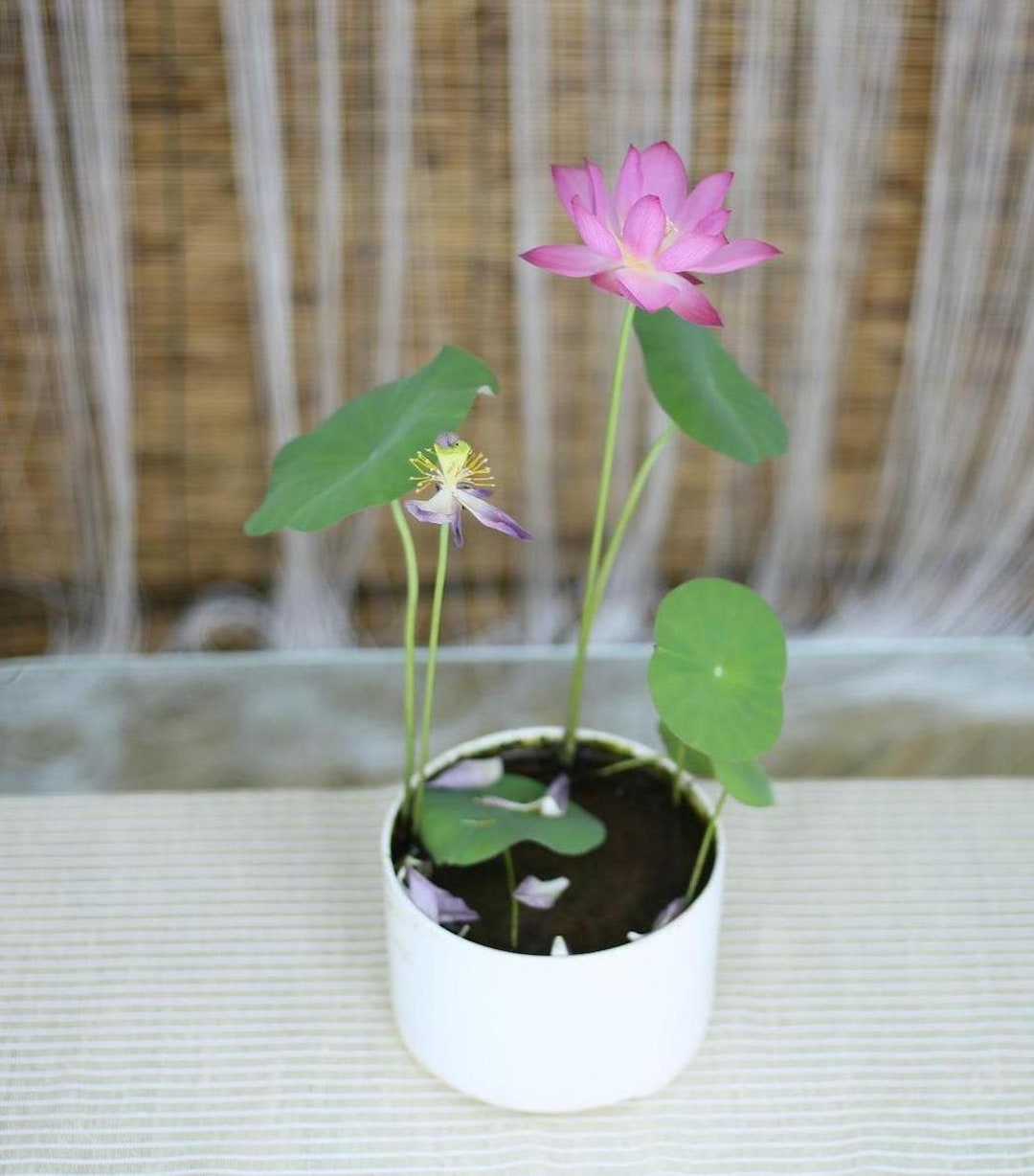 Indoor Lotus Seeds | Nelumbo Nucifera | *not Blue Lotus* Non-gmo, Open ...