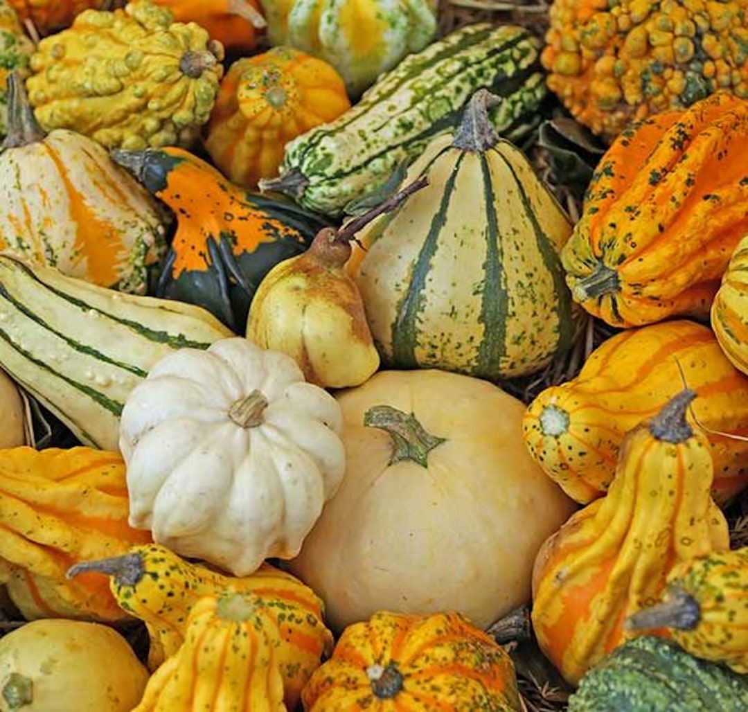 Gourd Lunch Lady Seeds Non-gmo, Open Pollinated, Heirloom for ...