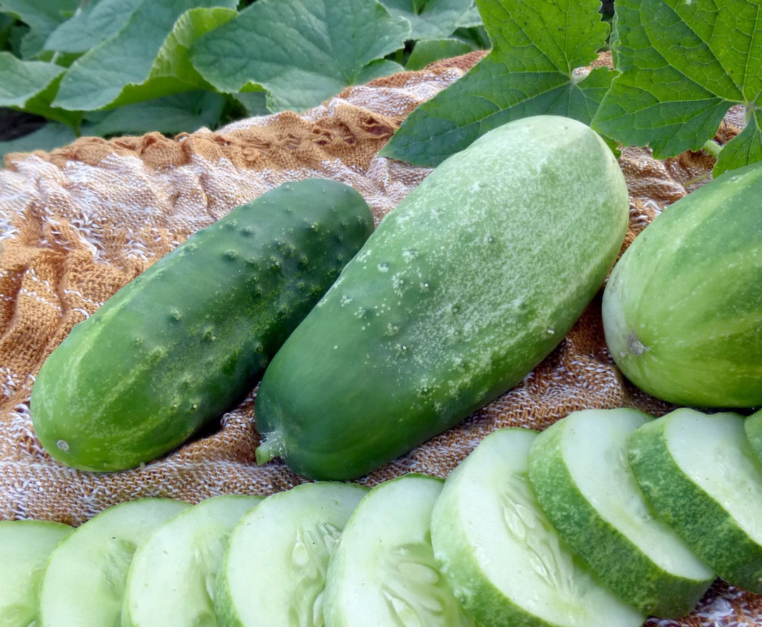 Cucumber Homemade Pickle Seeds Non-gmo, Open Pollinated, Heirloom for ...