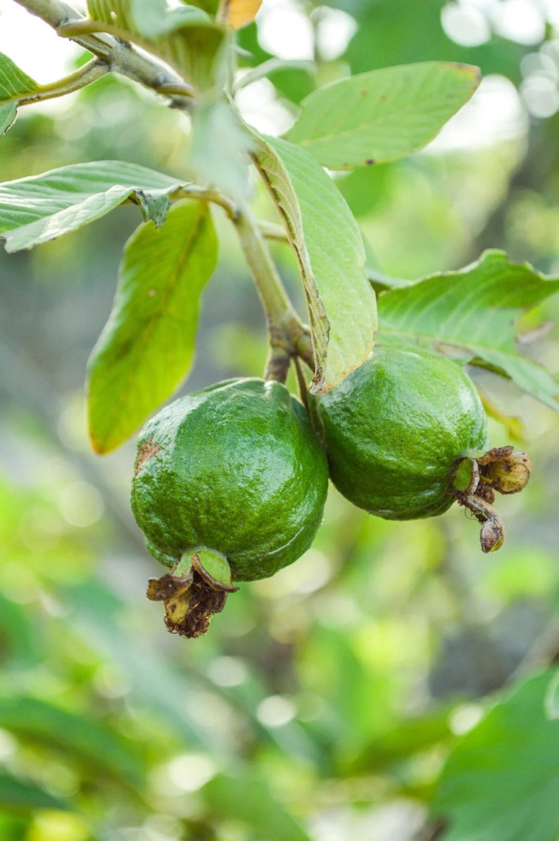 Guava Seeds Non-gmo Open Pollinated Heirloom for - Etsy