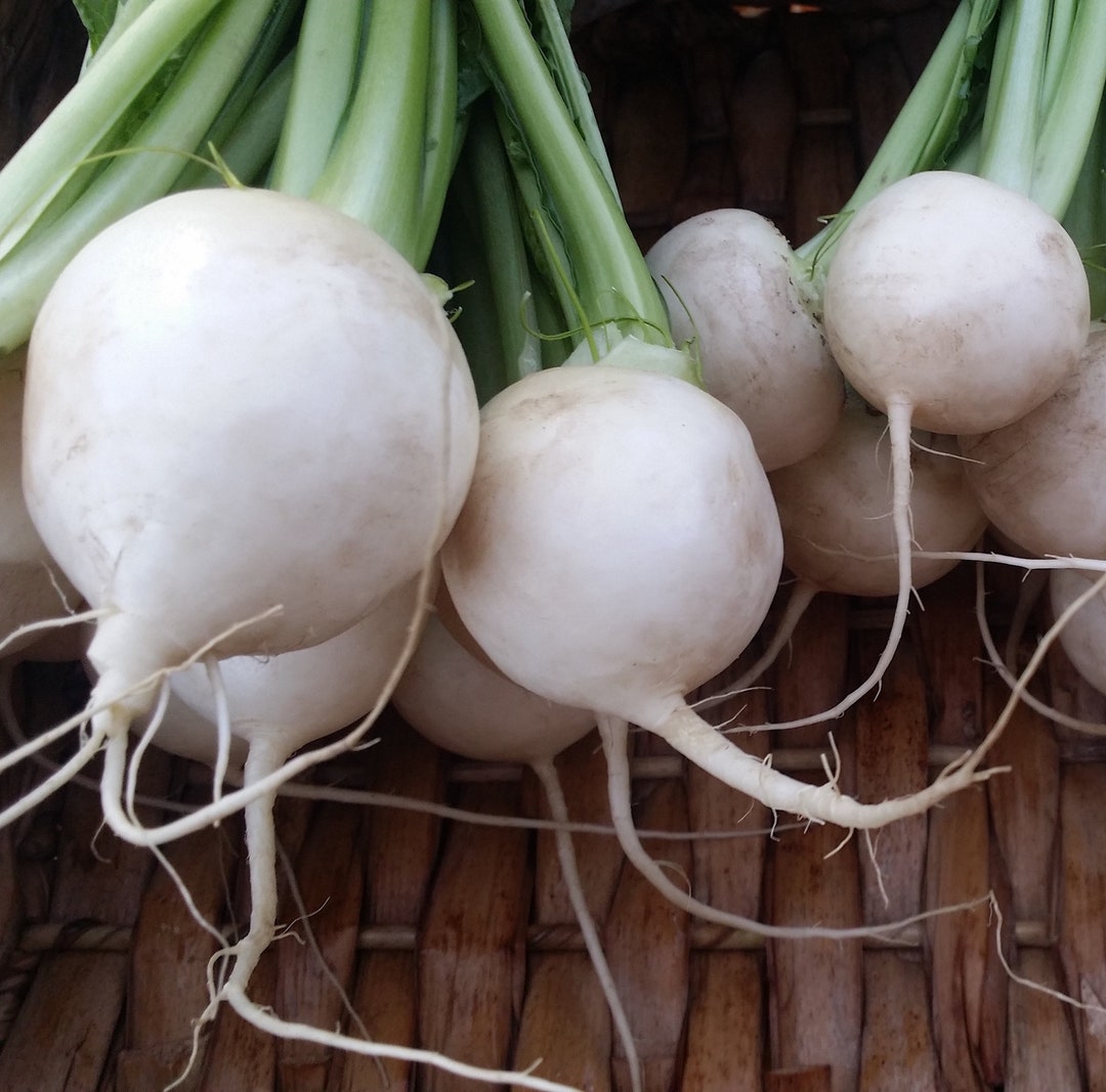 Turnip Seven Top Seeds Non-gmo, Open Pollinated, Heirloom for ...