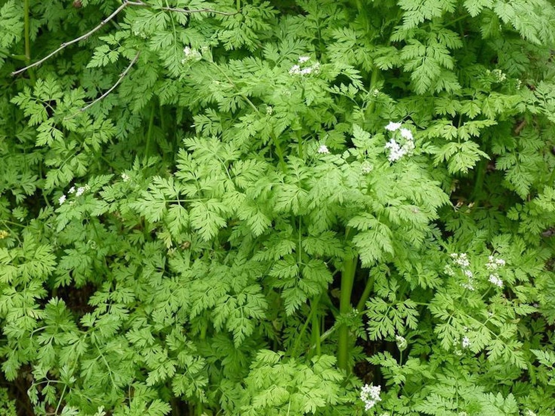 Parsley WINTER CHERVIL Seeds Herbs Anthriscus Cerefolium Non-gmo, Open ...