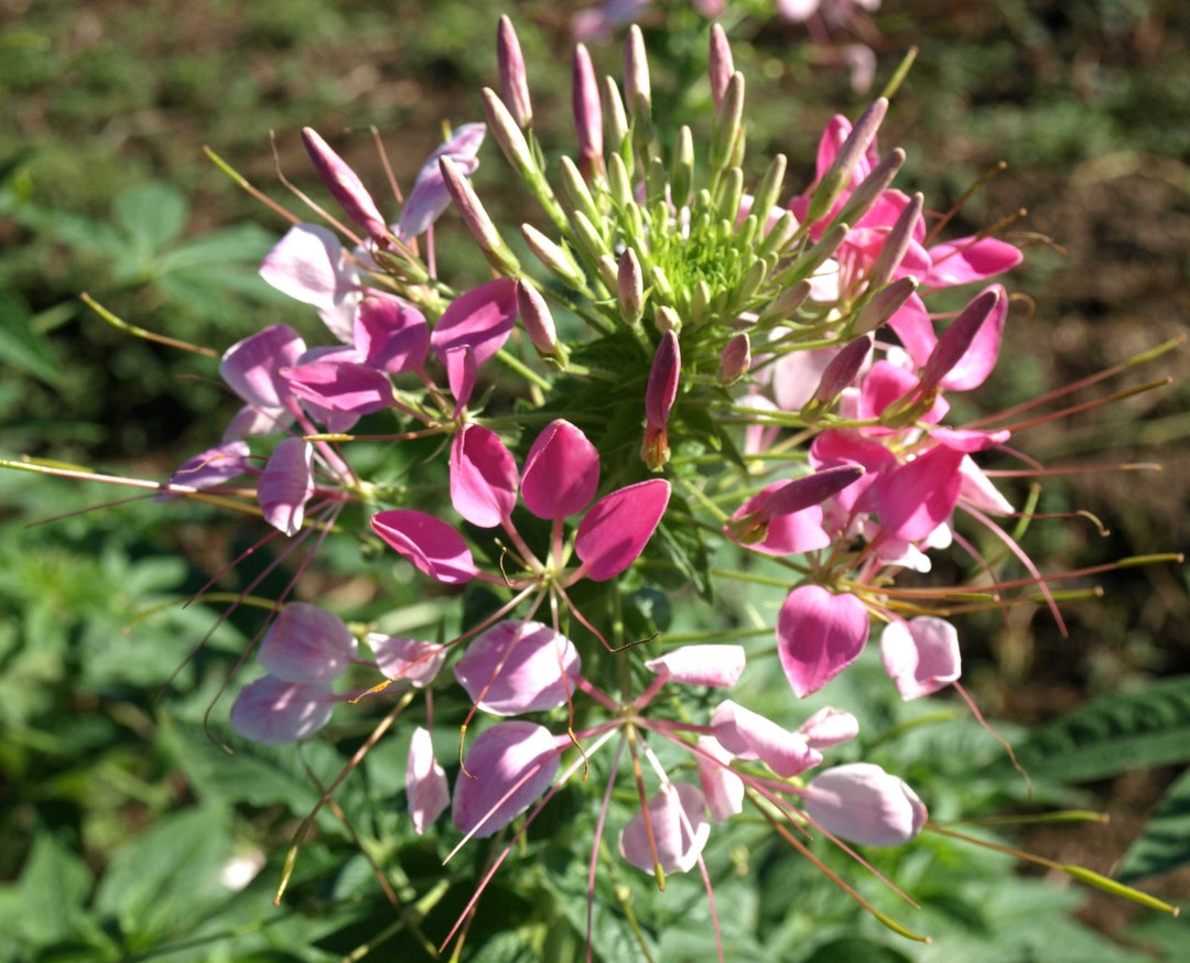 Cleome Queen Mix Seeds Non-gmo, Open Pollinated, Heirloom for ...