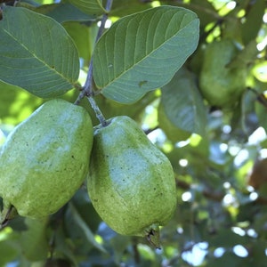 Guava Seeds Non-gmo, Open Pollinated, Heirloom for Hydroponics, Soil ...