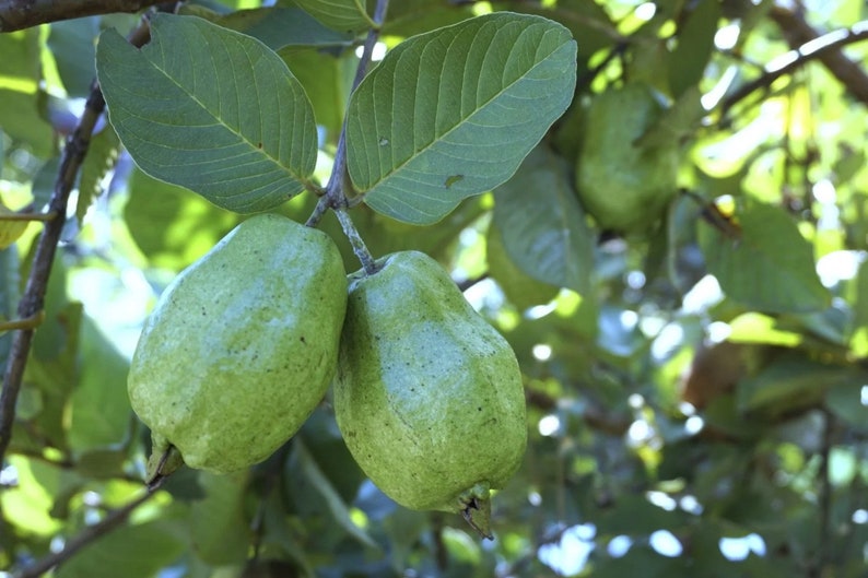 Guava Seeds Non-gmo Open Pollinated Heirloom for - Etsy