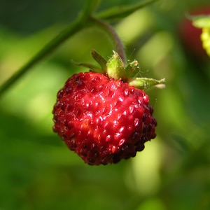 Strawberry Baron Seeds Non-gmo, Open Pollinated, Heirloom for ...