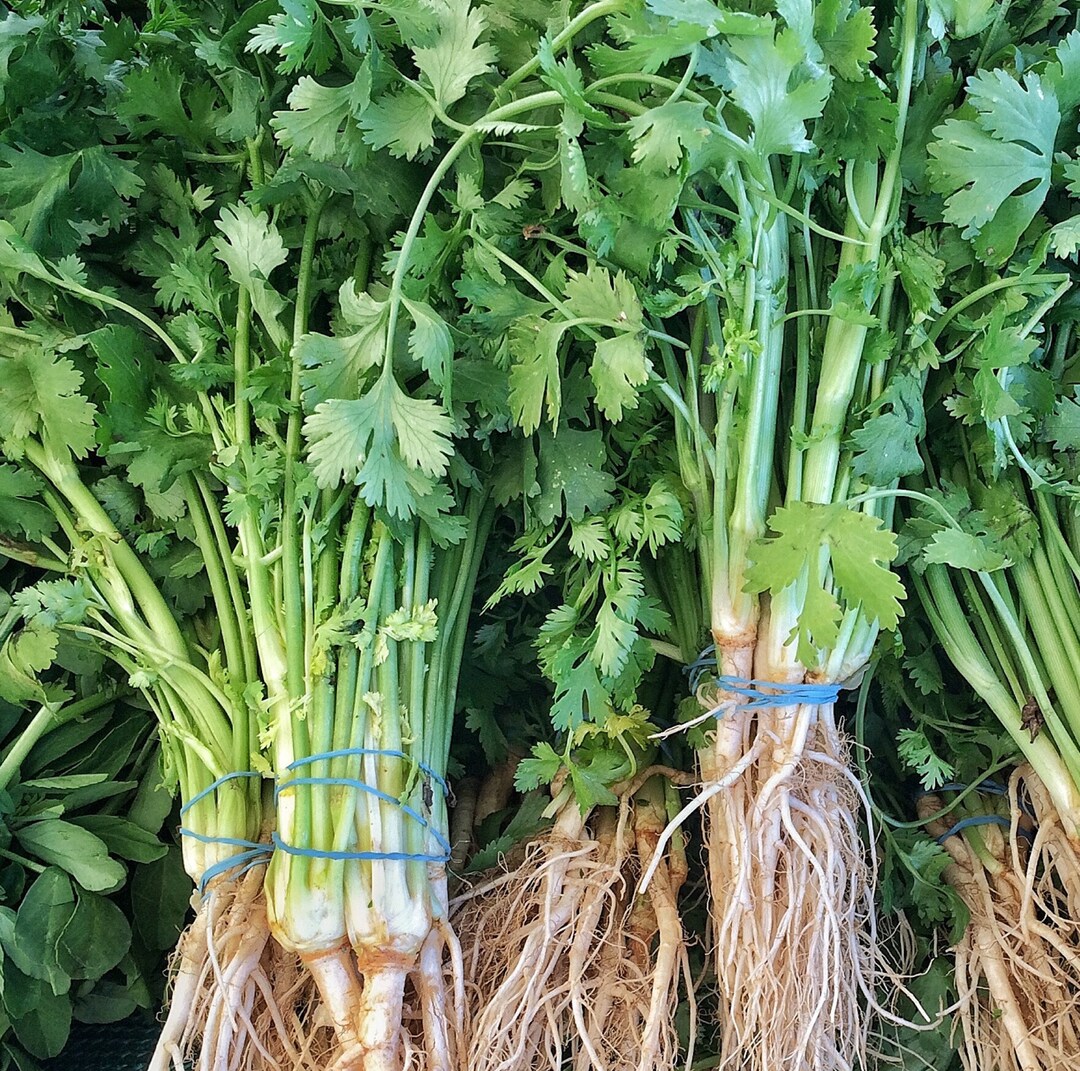 Cilantro Seeds Herb Non-gmo, Open Pollinated, Heirloom for Hydroponics ...