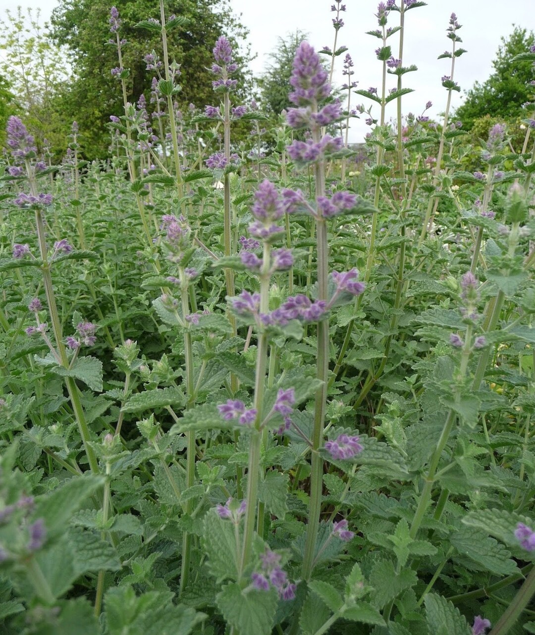 Catmint Seeds Non-gmo, Open Pollinated, Heirloom for Hydroponics ...