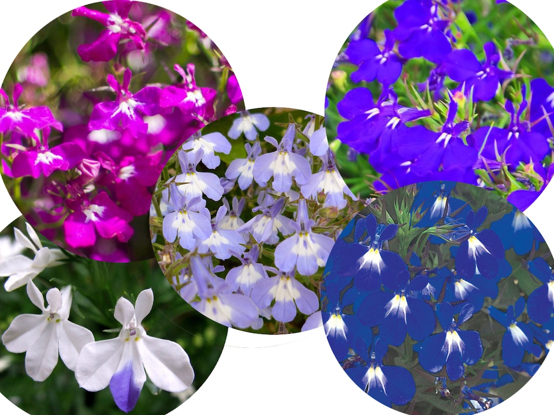 Lobelia Regatta Mix Seeds Non-gmo, Open Pollinated, Heirloom for ...