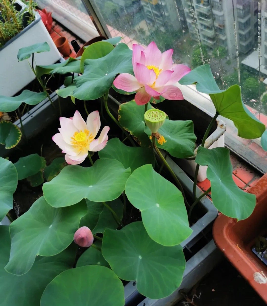 Indoor Lotus Seeds | Nelumbo Nucifera | *not Blue Lotus* Non-gmo, Open ...