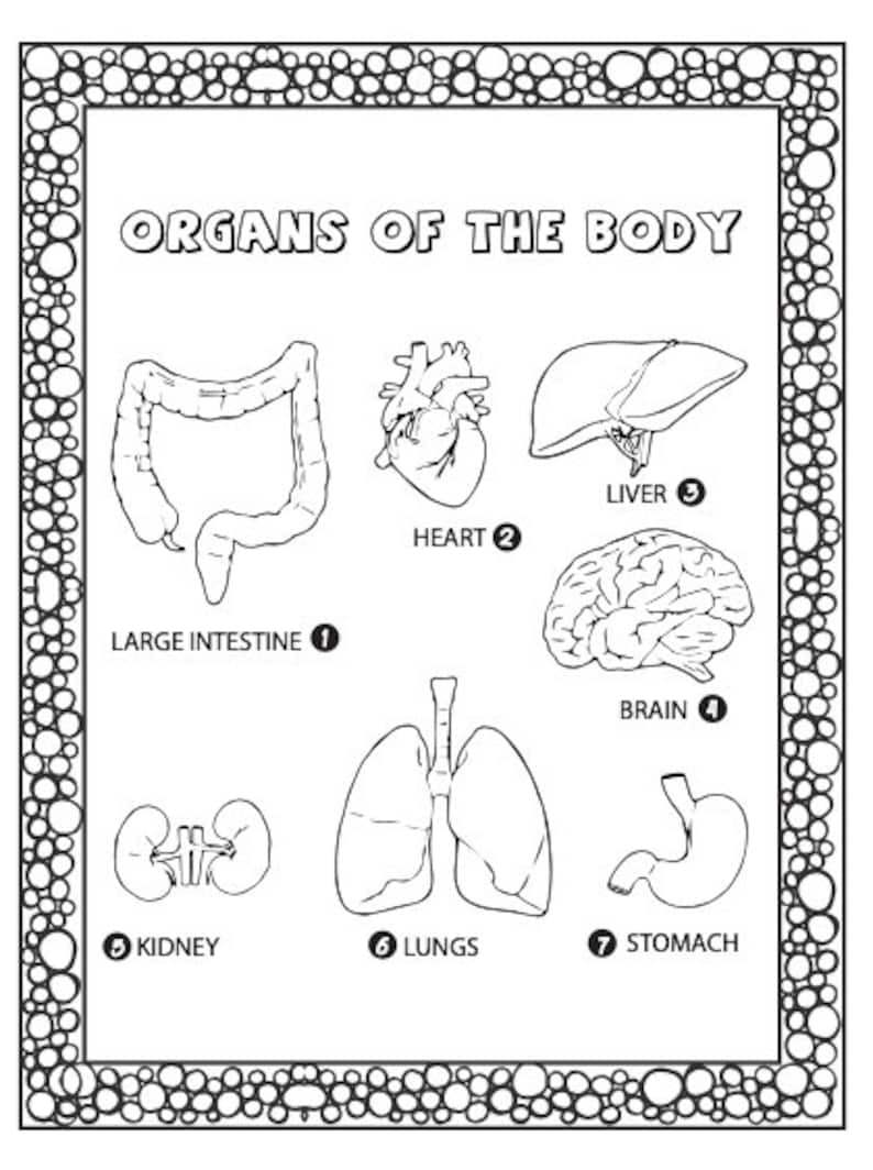 Anatomy Coloring Book for Kids! - Etsy